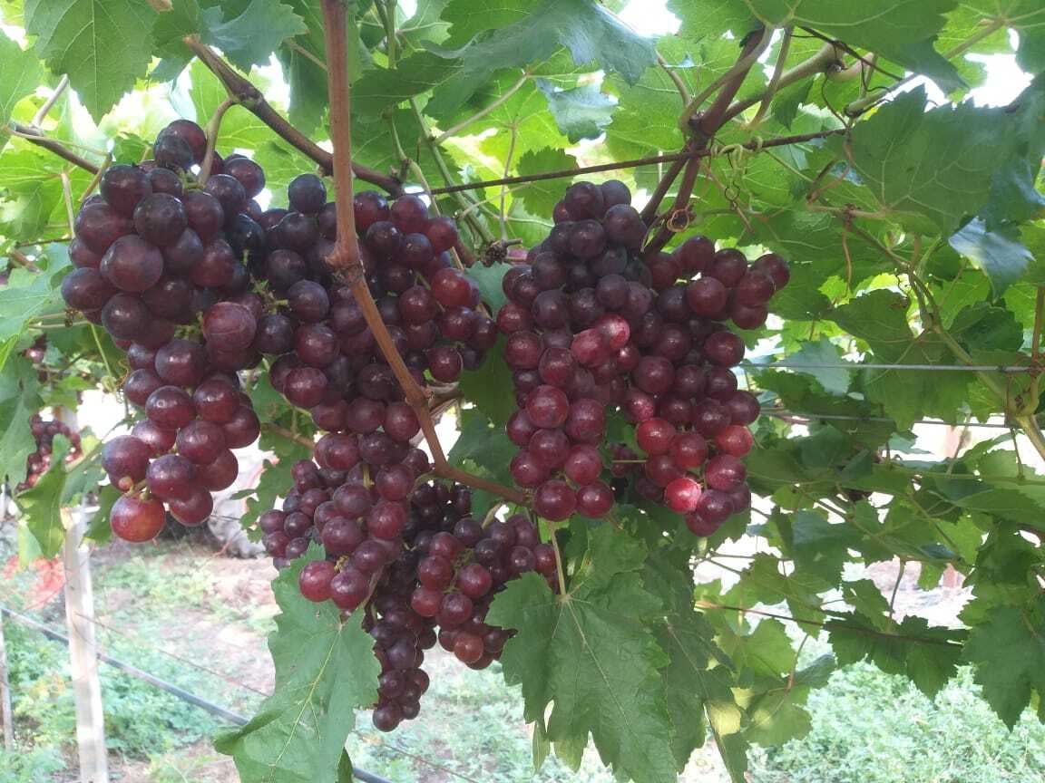 Flame Seedless grapes (2 Kg box)